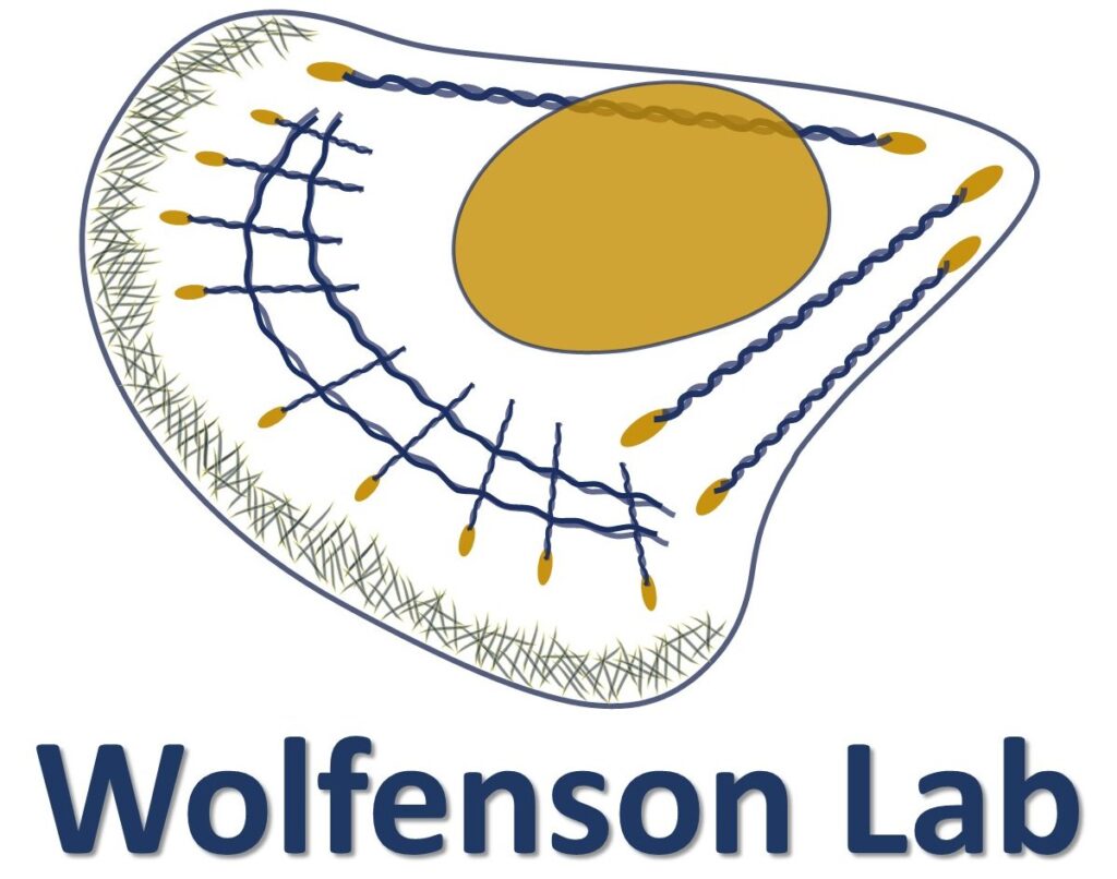Wolfenson Lab